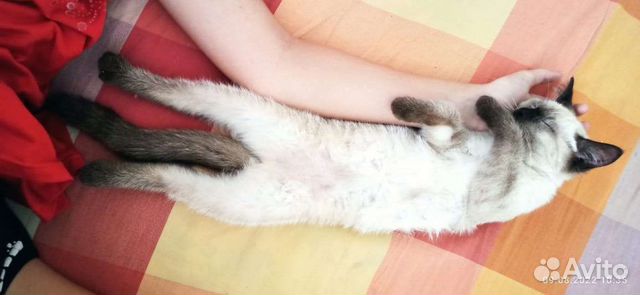 Сиамская кошка 6месяцев