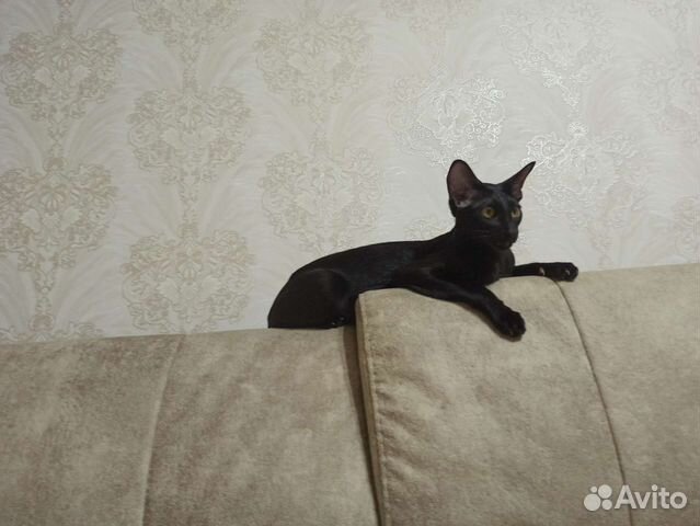 Ищу кота для вязки