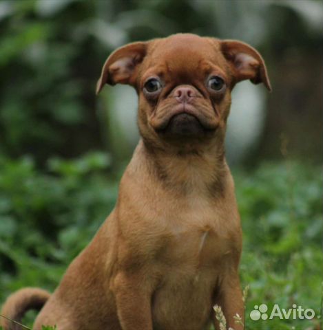 Пти брабансон - мальчик