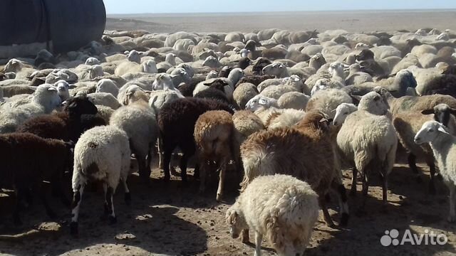 Ягнята ярки и валушки