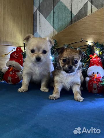 Щенки чихуахуа длинношерстные