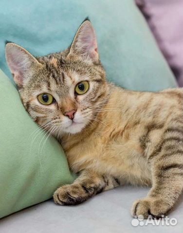 Ромашка хочет домой