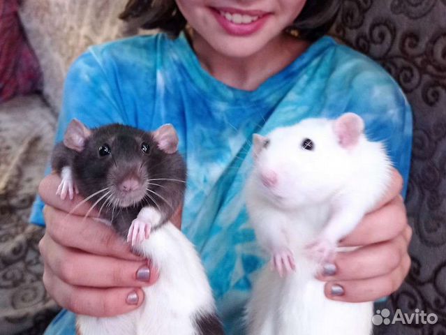 Крыса с клеткой