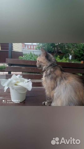 Кошка Кузя