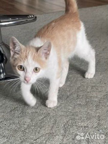 Котята рыжие бесплатно котенок котик рыжий