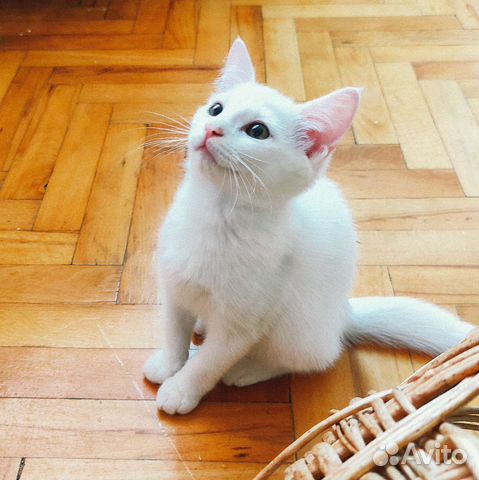 Котята в добрые руки бесплатно