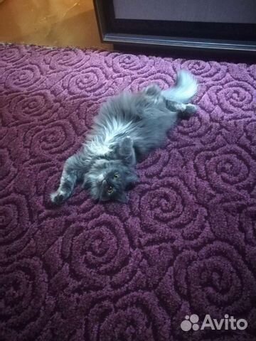 Пристрою кошечку