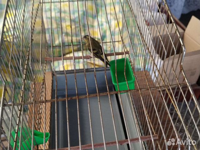 Чижик с клеткой