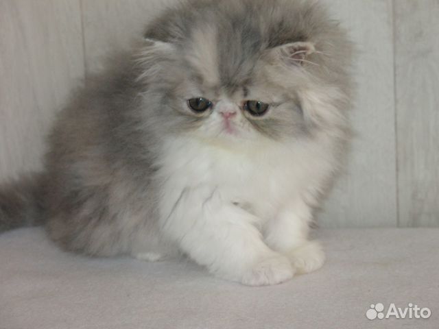 Персидская кошечка