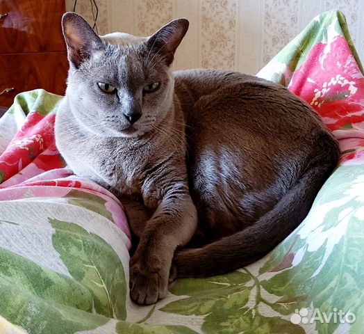 Кот породы бурма