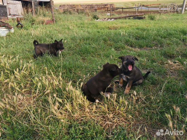 Щенки постушки