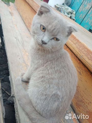 Кошки в добрые руки бесплатно