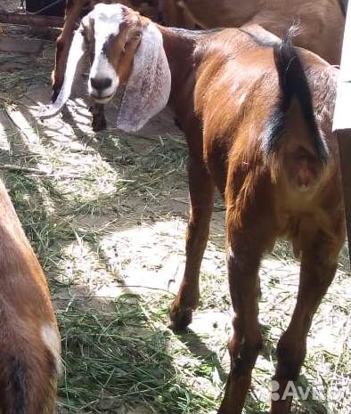 Молодые козочки