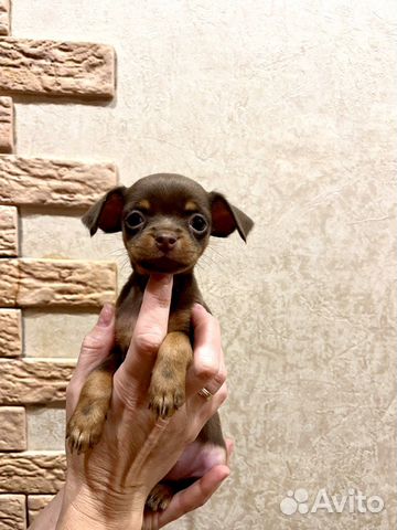 Щенки Русского тоя