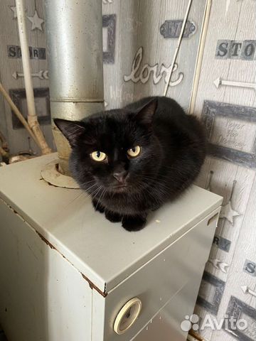 Кошка