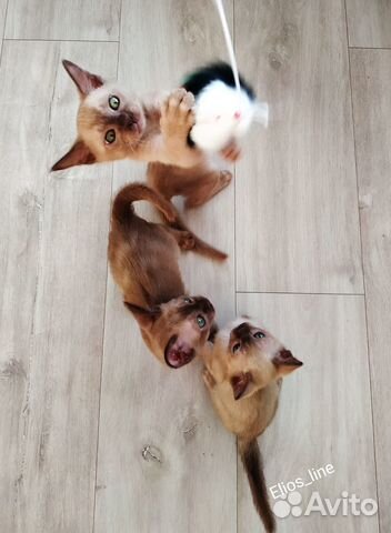 Бурманские котята. Резерв