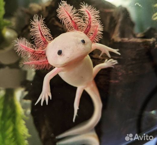 Аксолотль два с аквариумом