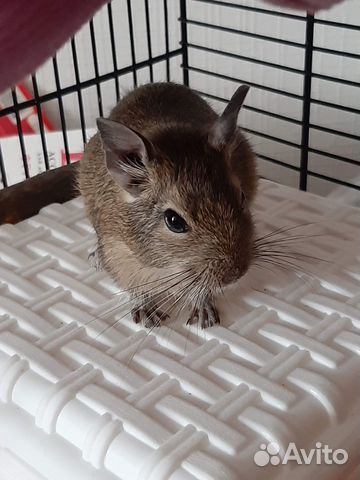 Отдам в хорошие руки