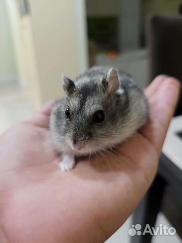 Джунгарский хомяк бесплатно