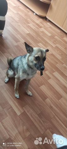 Лайка овчарка