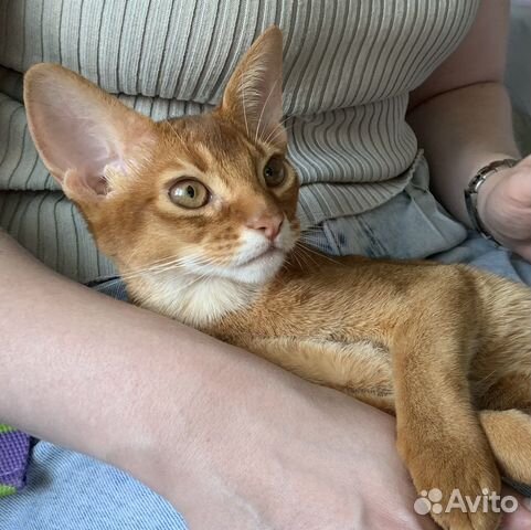 Абиссинский кот