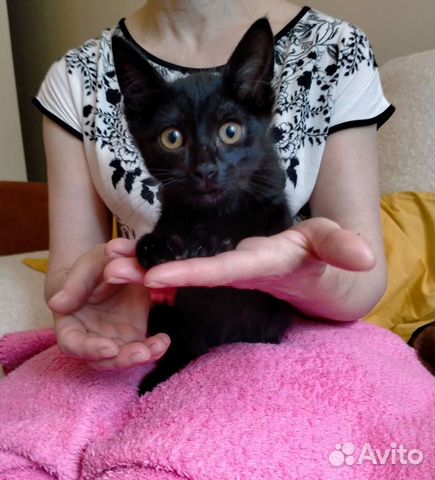 Маленький котенок 2,5 мес. Жорик в поиске семьи