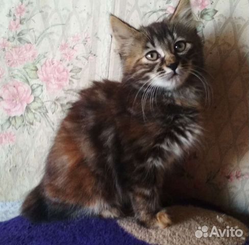 Курильский бобтейл