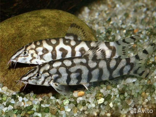 Боция мраморная