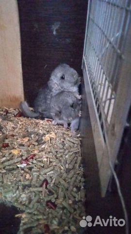 Шиншиллята 2 месяца