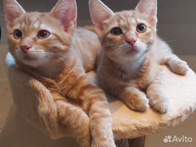 Двое из ларца, парнишка по три месяца