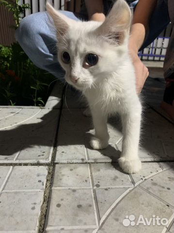 Отдам в добрые руки котенка