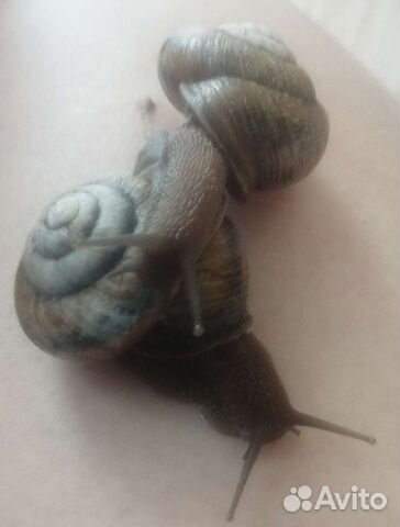 Улитки виноградные