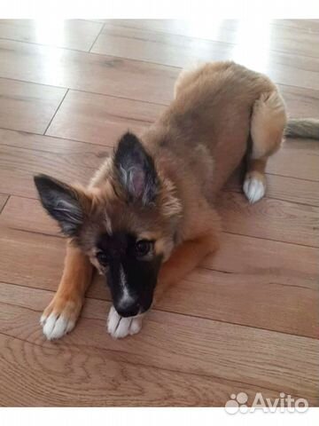 Красота в добрые руки. Щенок