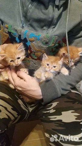 Котята