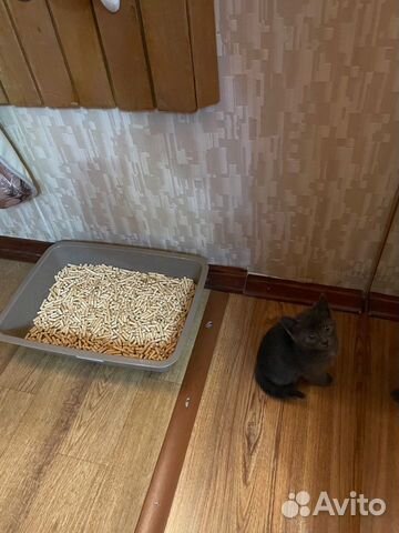 Котик