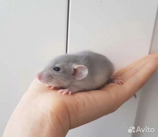 Крыса дамбо малыши 1'5 месяца