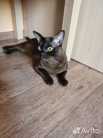 Вязка бурманский кот