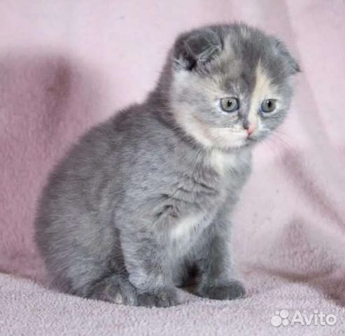 Шотландская вислоухая кошечка