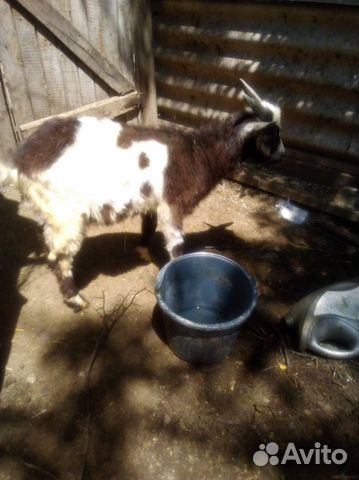 Продаются козлята