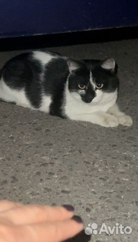 Кошка SOS найден кот