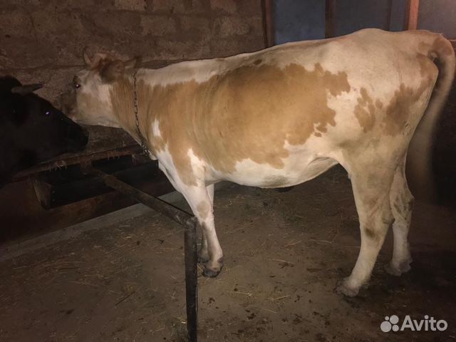 Корова с теленком