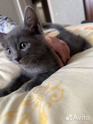 Котёнок в добрые заботливые руки