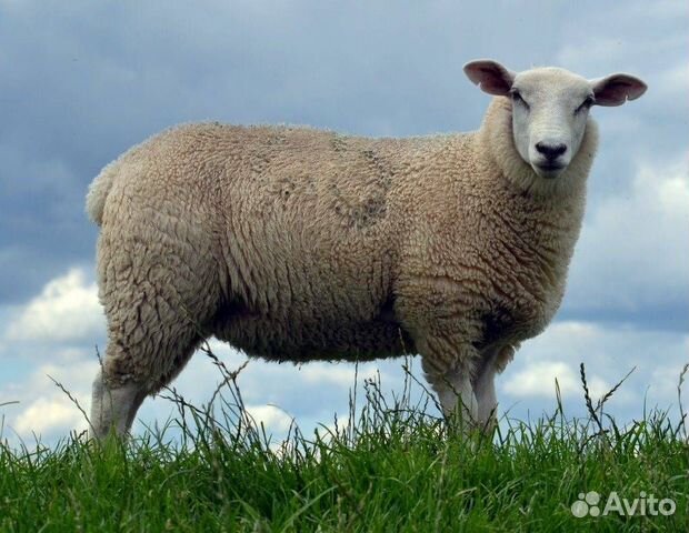 Баранчики ярочки прошлогодки