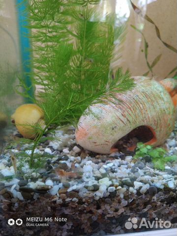 Аквариумные креветки вишня