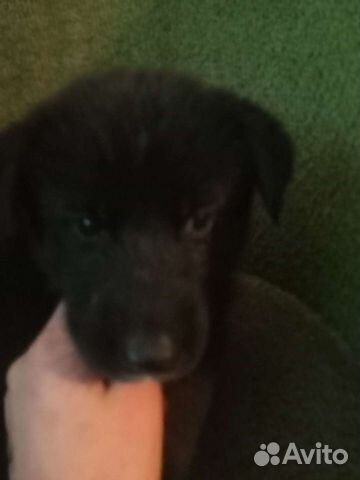 Щенок немец в добрые руки отдам бесплатно