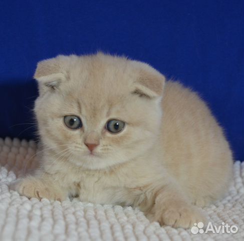 Кремовый вислоухий