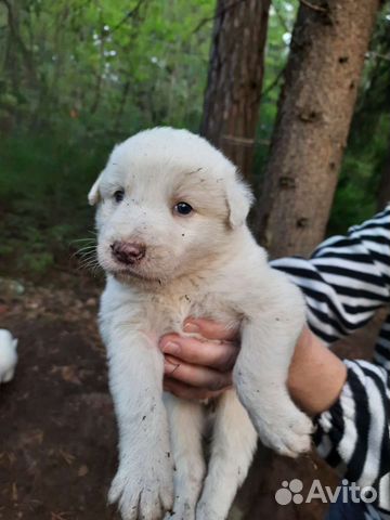 Шикарные щенки в добрые руки