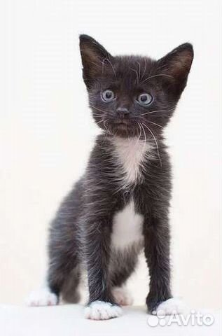 Малыш котенок в добрые руки