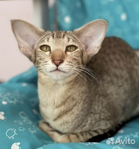 Ориентальные котята