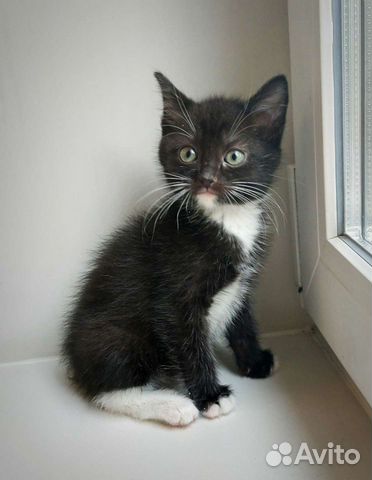 Черный котенок в белых носочках